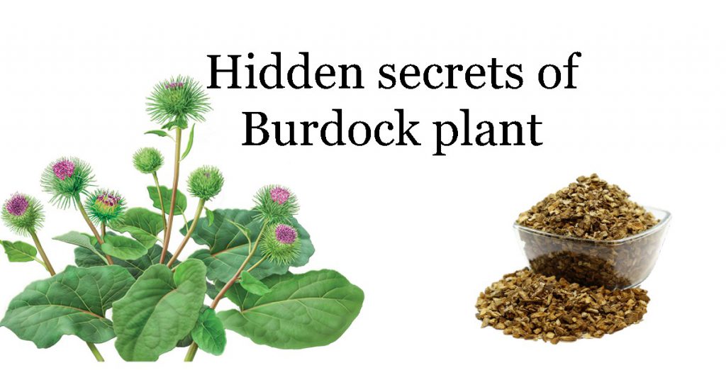 health benefits of burdock root tea - Hematic Food